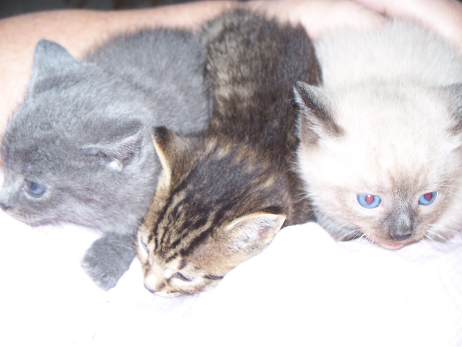 Tracey's BLOG: BLACKIE'S KITTENS - 5 weeks old today!