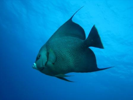 Marine Life of Puerto Rico: Fish Species