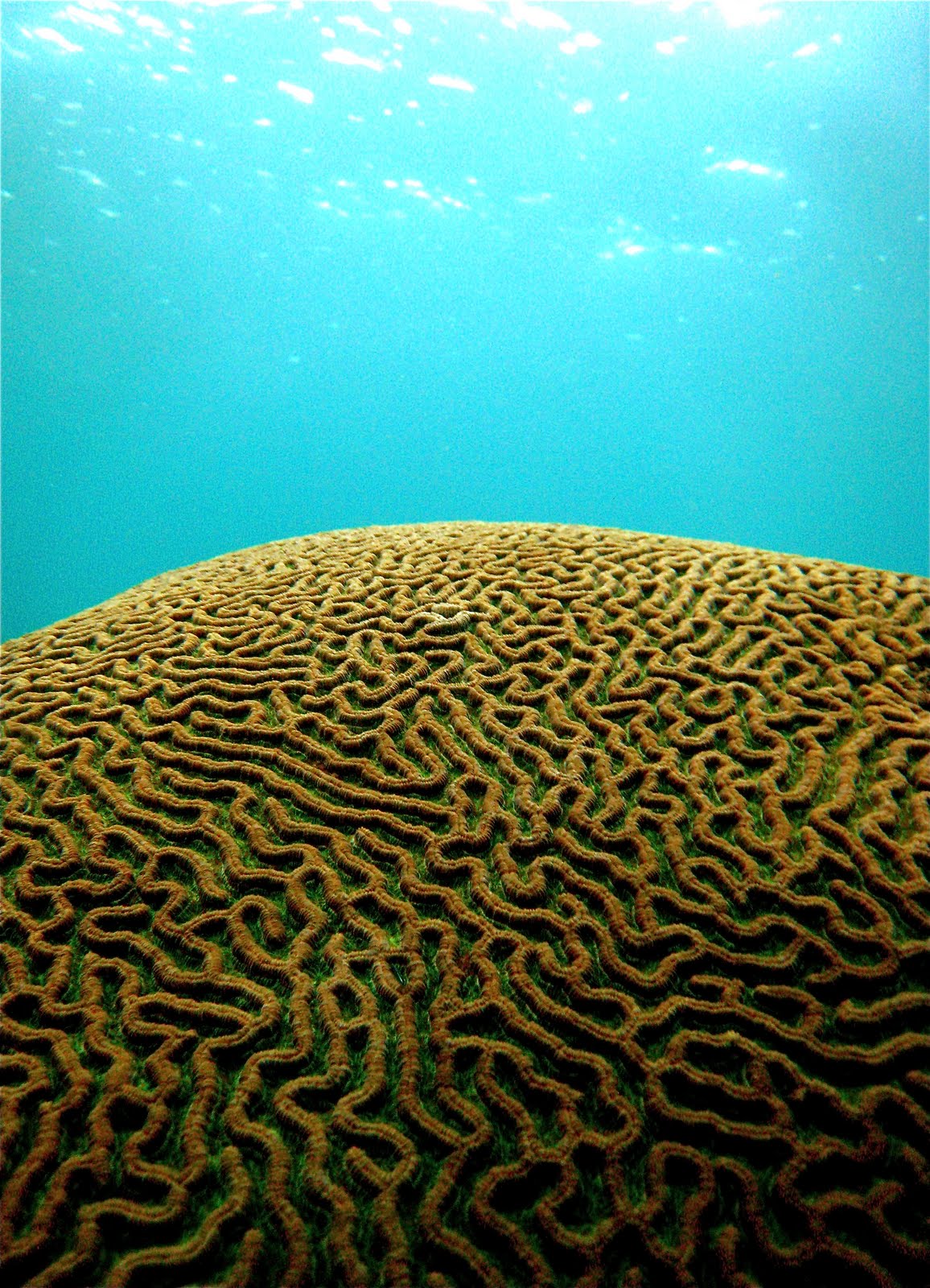 Marine Life of Puerto Rico: Coral Species
