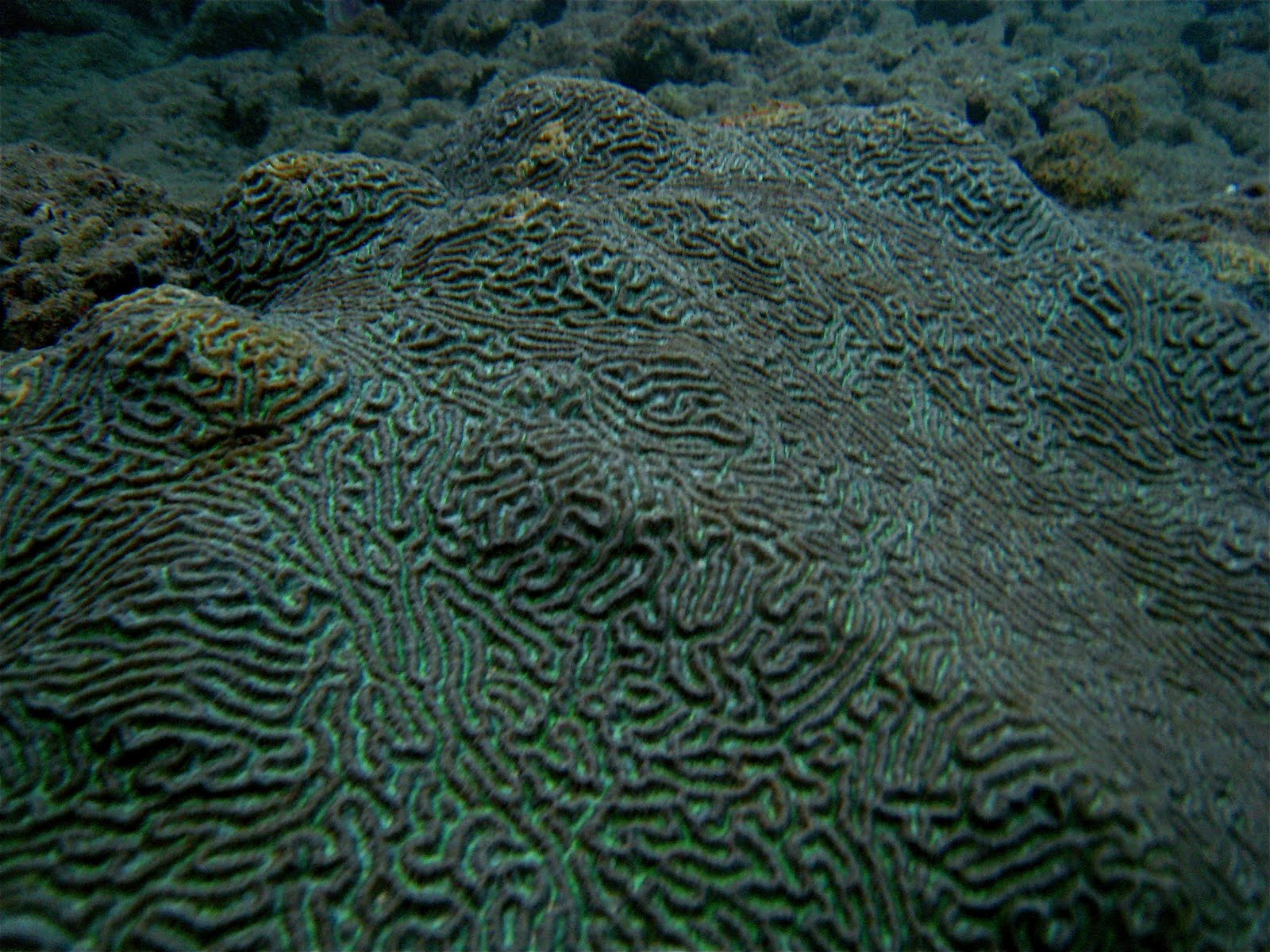 Marine Life of Puerto Rico: Coral Species