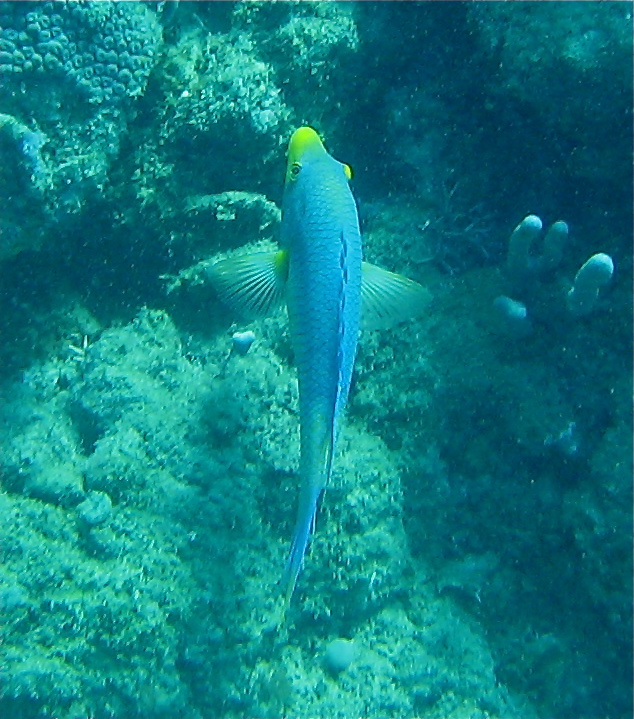 Marine Life of Puerto Rico: Fish Species