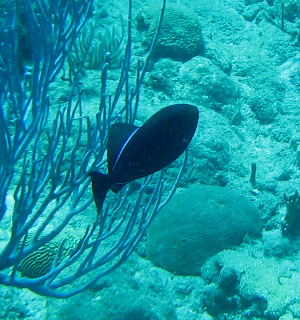 Marine Life of Puerto Rico: Fish Species