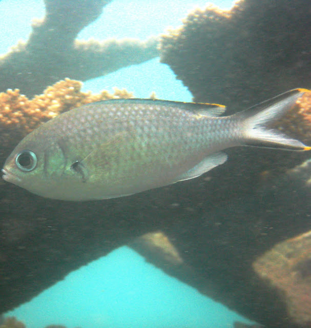 Marine Life of Puerto Rico: Fish Species