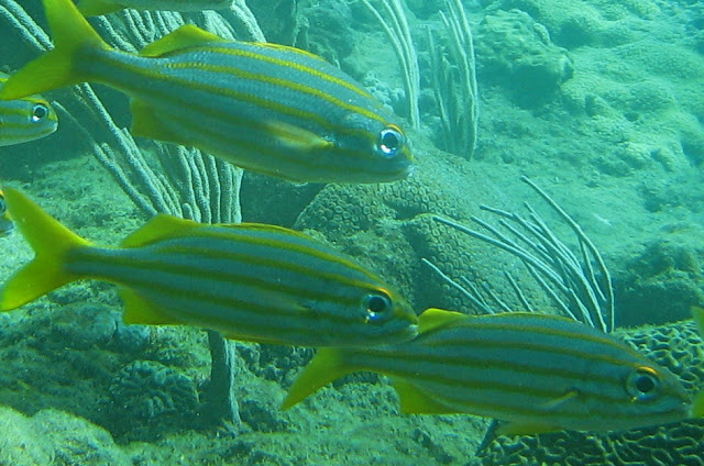 Marine Life of Puerto Rico: Fish Species