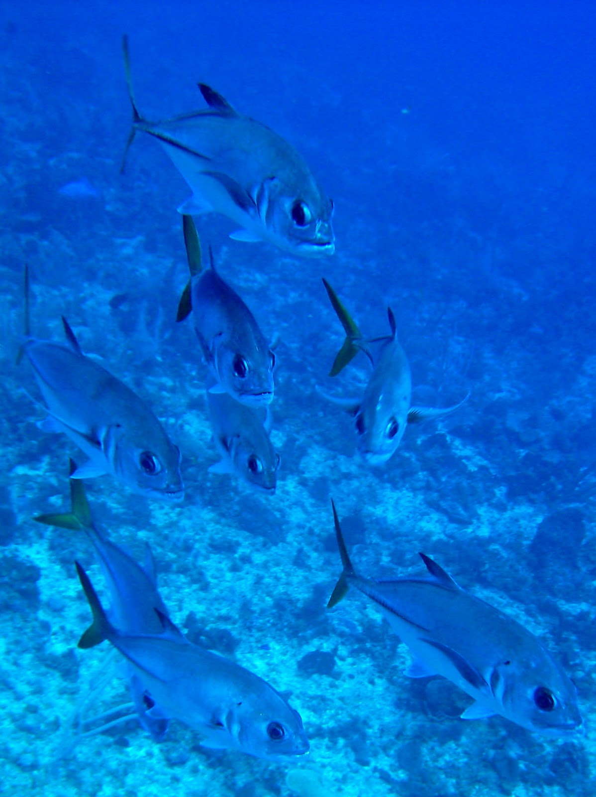 Marine Life of Puerto Rico: Fish Species