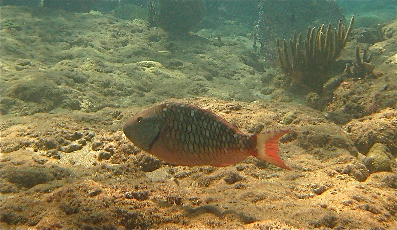 Marine Life of Puerto Rico: Fish Species