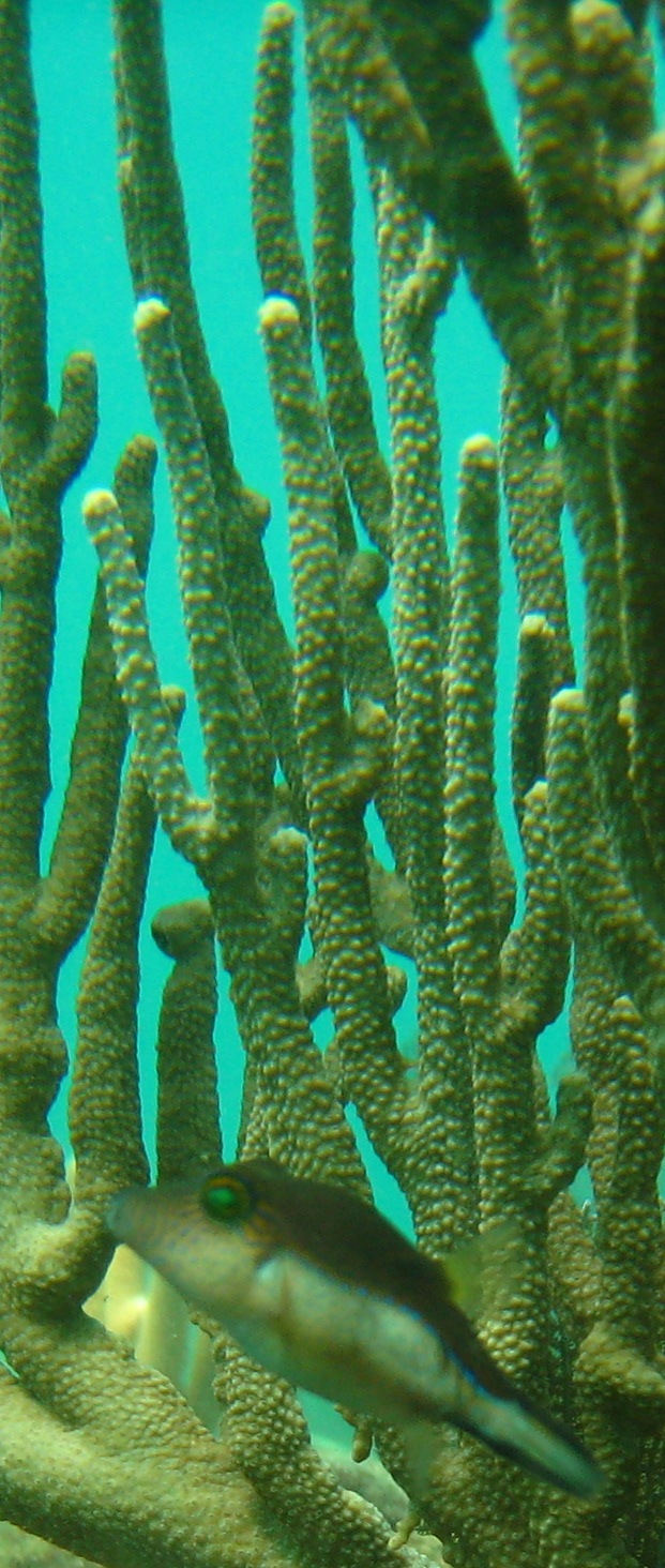 Marine Life of Puerto Rico: Fish Species