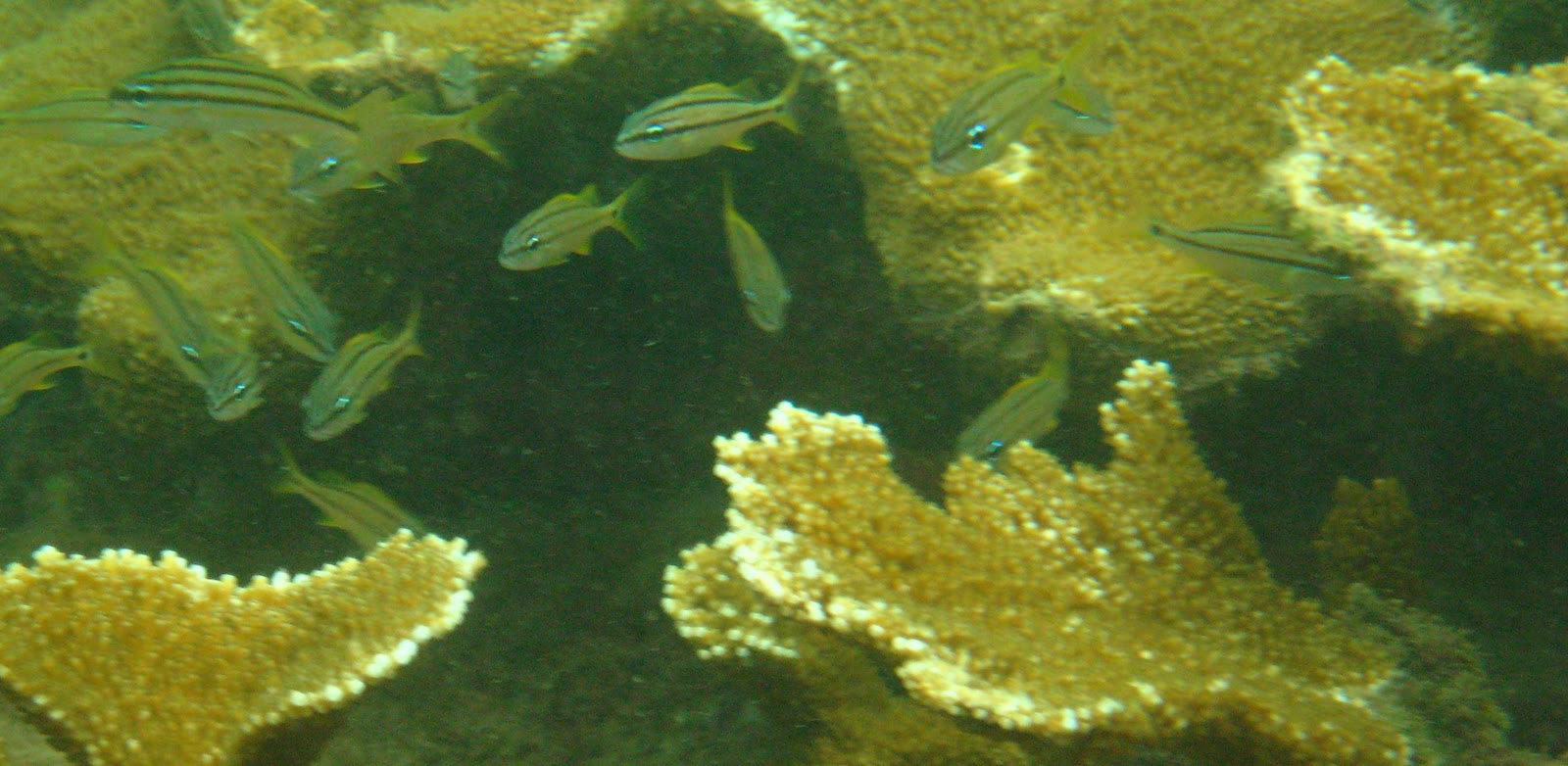 Marine Life of Puerto Rico: Fish Species