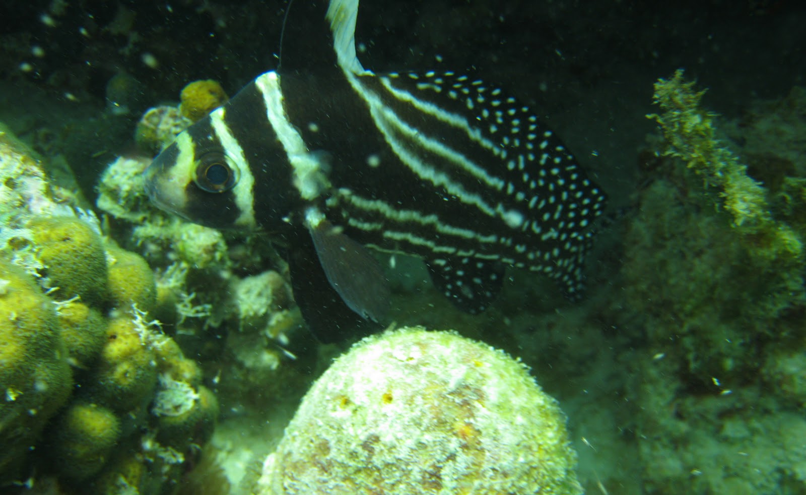 Marine Life of Puerto Rico: Fish Species
