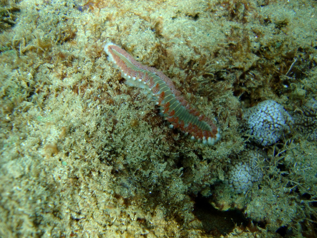 Marine Life of Puerto Rico: Other Marine Life Species