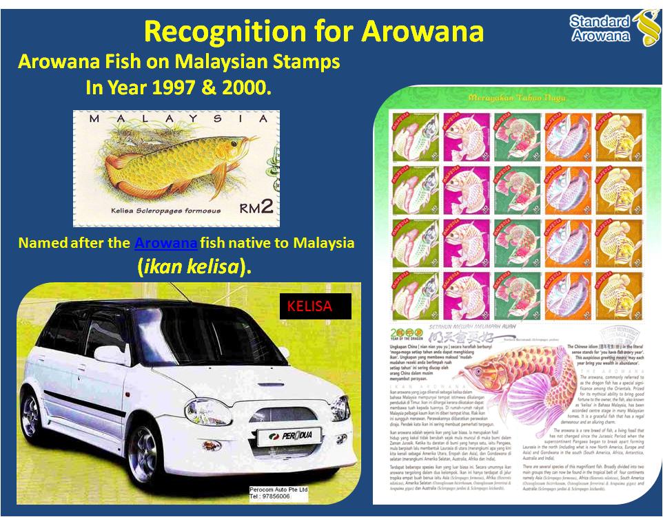 Standard Arowana "Malaysia Premium Arowana"/Malaysia Golden Arowana: A ...
