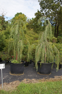 SIMS LANDSCAPE, CO (PHOTOS OF PLANTS): WEEPING JUNIPER SPECIMEN