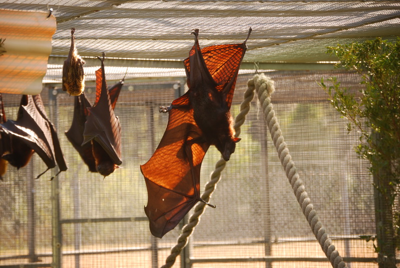 Goat Feathers: Bats