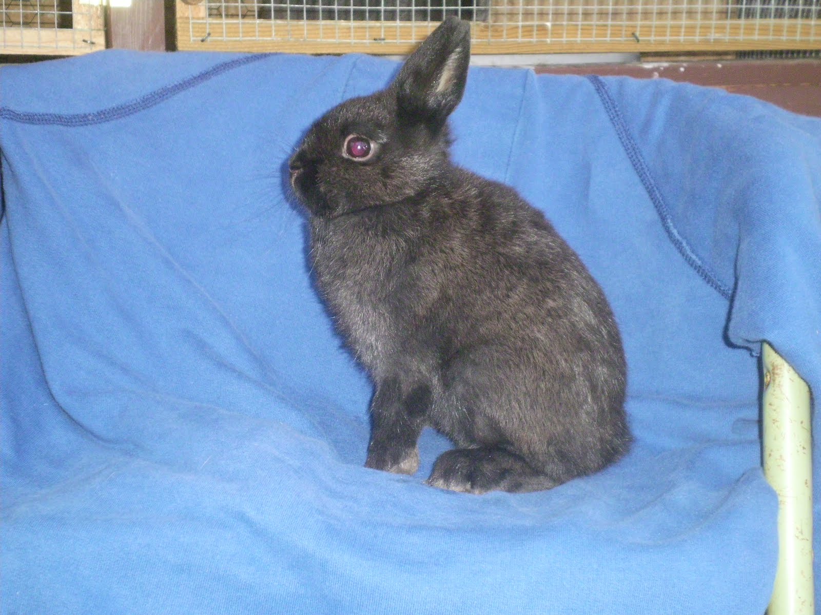 Bender Family Farm: Our Netherland Dwarf Rabbits