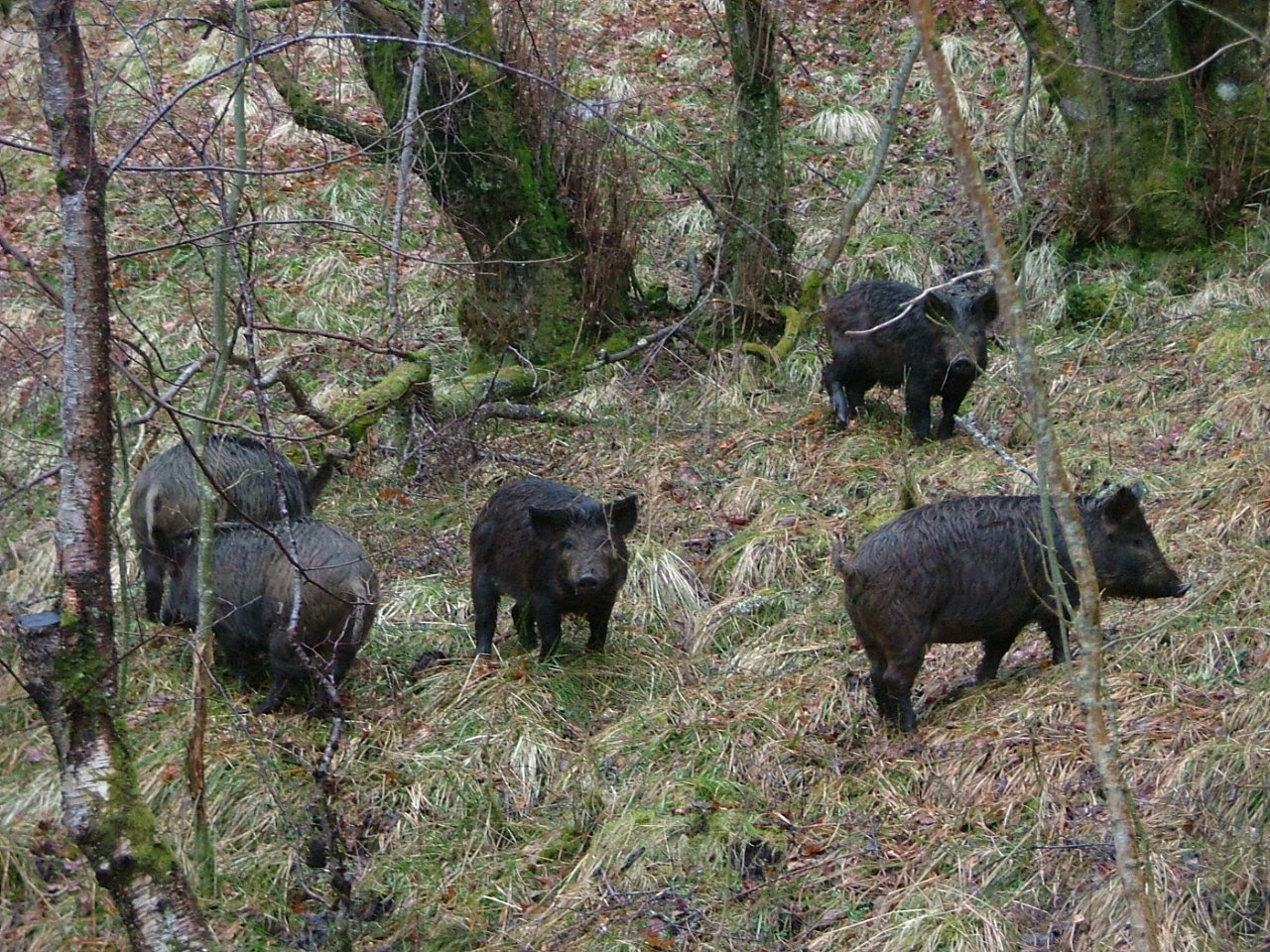 The Native Woods Co-operative (Scotland) Ltd: Jimmy Lambie's pigs