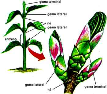 Trabalho de Biologia/Turma 309