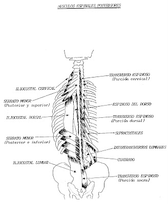 Músculos espinales posteriores | DIARIO DE UN FISICOCULTURISTA