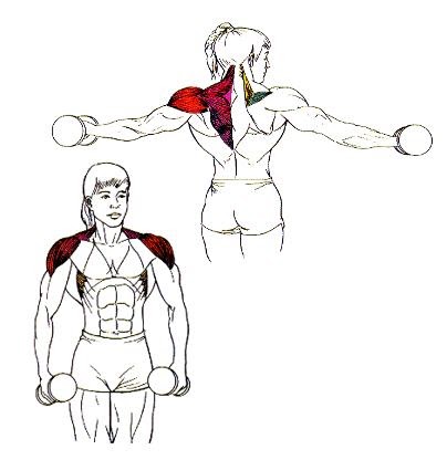 Elevación lateral | DIARIO DE UN FISICOCULTURISTA