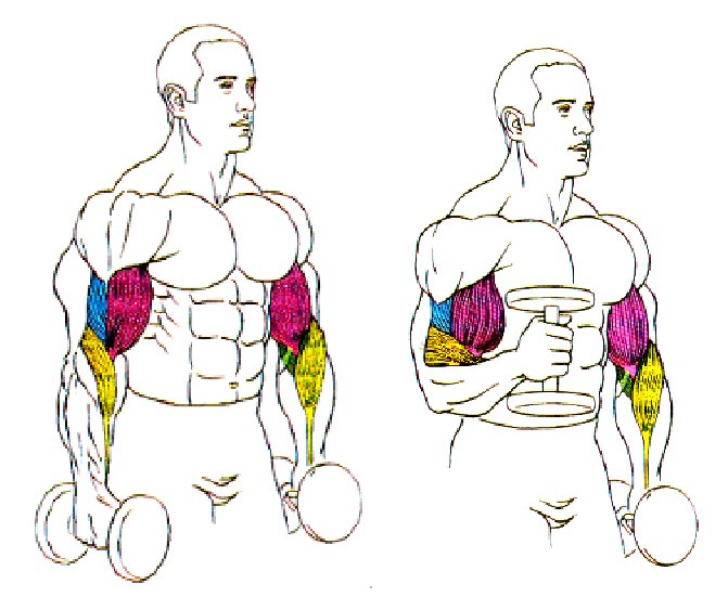 Curl martillo | DIARIO DE UN FISICOCULTURISTA