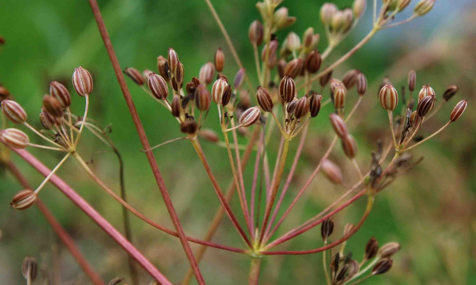 Fies notiser: Karveskatten