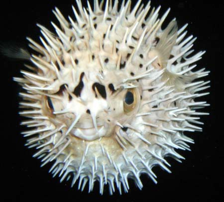 Diving in Taganga: How and why pufferfish inflate?