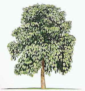 Home Gourmet: Pangium Edule - Buah Kerluak