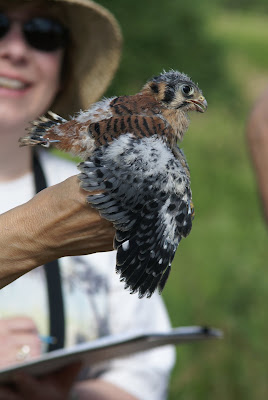 Connecticut Audubon Society: American Kestrel Banding at CAS Grassland ...