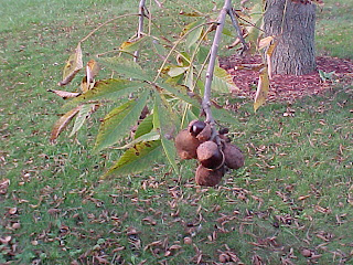 Deep Thoughts: buckeye tree