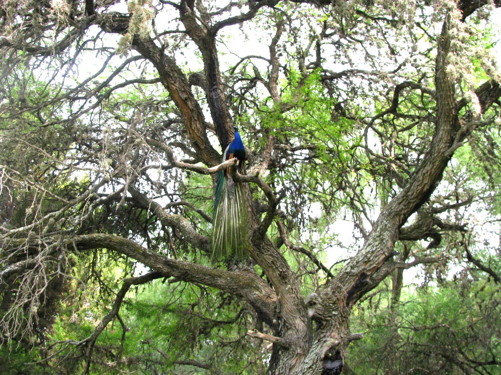 Deep Thoughts: Header Competition # 33 - Trees