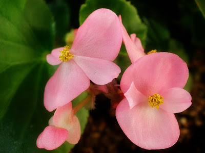 Backpacker Rose: Grandma Doris' Flowers
