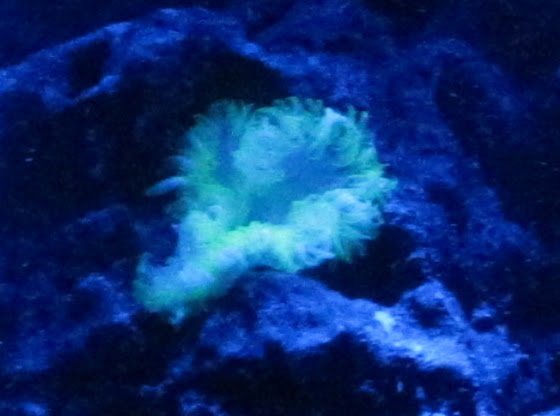 Shipp Marine Aquarium: Toadstool Leather and Bubble Tip Anemone