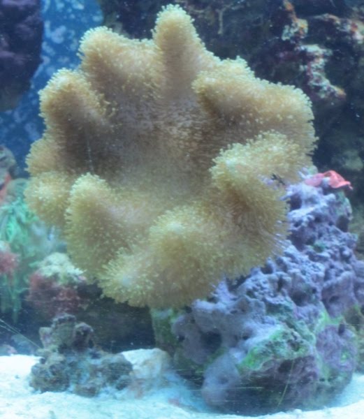 Shipp Marine Aquarium: Toadstool Leather and Bubble Tip Anemone