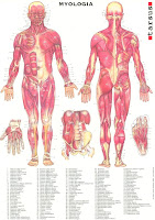 Sains Sukan: Sistem Otot