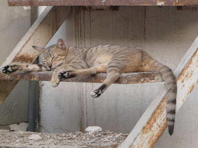 Qatar Cats | Qatar Visitor - Travel Guide to Doha & Qatar