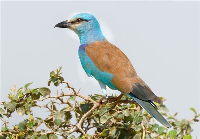 Birds of Qatar | Qatar Visitor - Travel Guide to Doha & Qatar