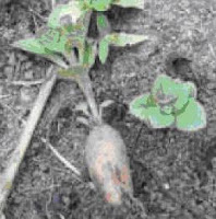 PERTANIAN BERKELANJUTAN: Kentang Hitam pada Tanah Mineral Masam Bengkulu