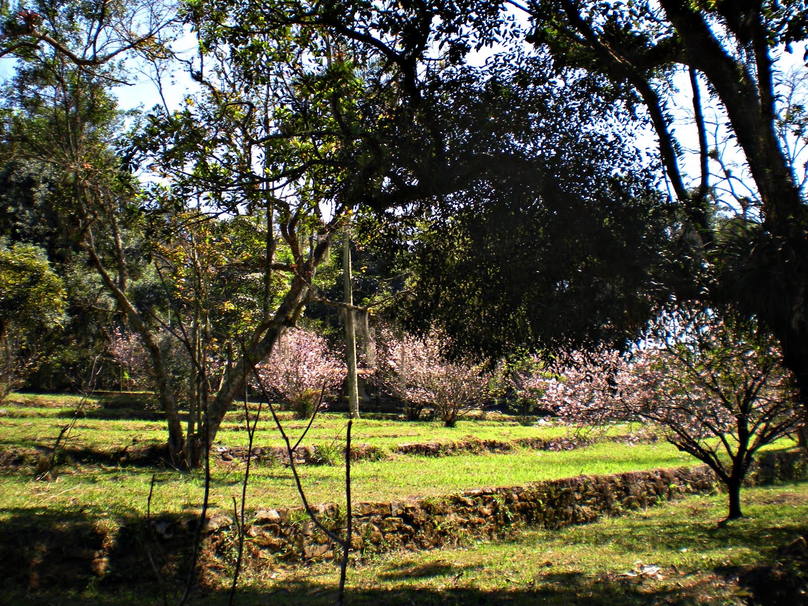 AlcBlog: ''Tem cerejeira aí?''( Parque do Carmo- SP- continuação...)
