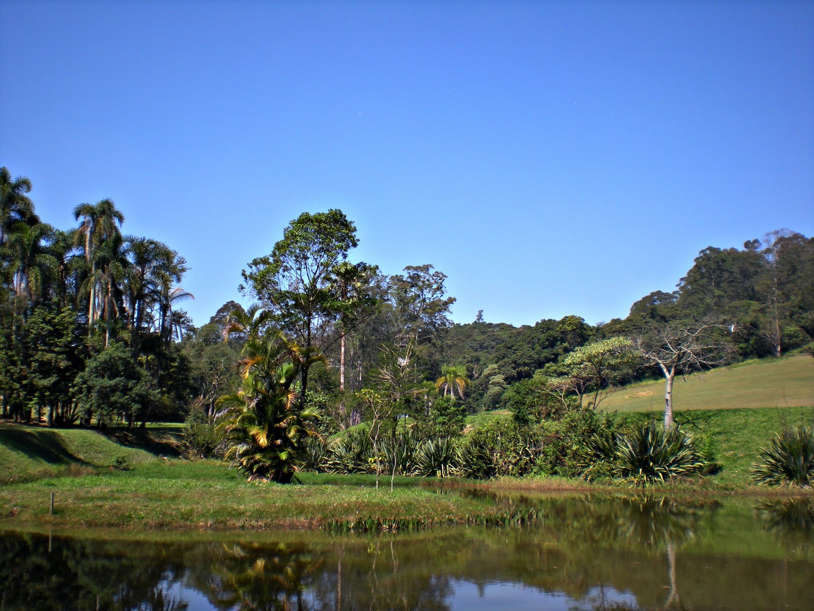 AlcBlog: ''Tem cerejeira aí?''( Parque do Carmo- SP- continuação...)