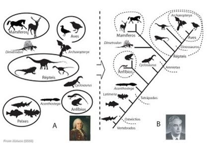A SISTEMÁTICA FILOGENÉTICA NA SALA DE AULA: Um pouco mais de ...