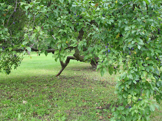 GeraniumCat in the Garden: Mellow fruitfulness