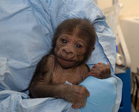 Dom Escobar: Top 10 filhotes mais feios do mundo