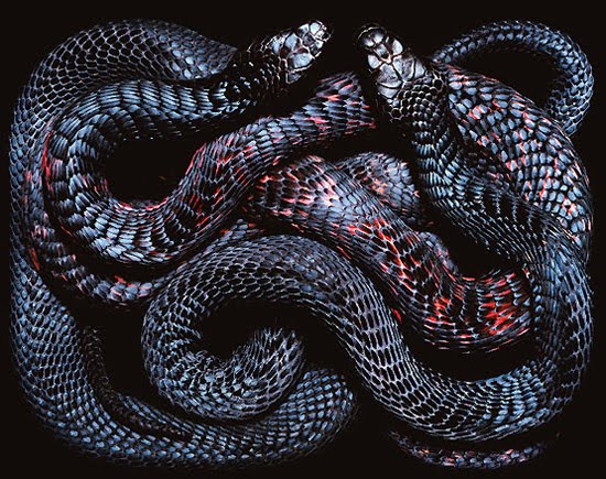Dom Escobar: Fotografias surpreendentes de cobras como você nunca viu antes