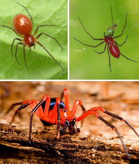 Dom Escobar: Bem Vermelho:10 Surpreendentes animais vermelhos