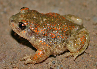 Dom Escobar: Conheça 15 espécies de sapos e rãs extraordinárias