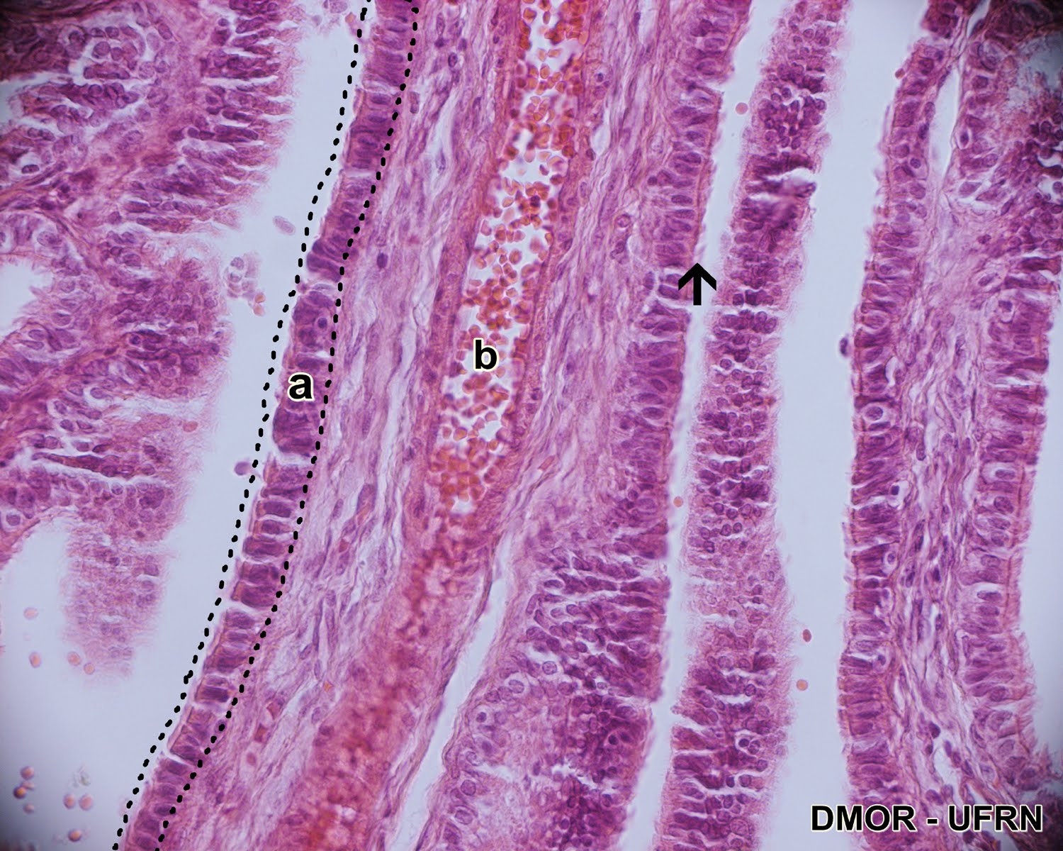 Ciências Morfológicas - UFRN: Sistema Reprodutor Feminino