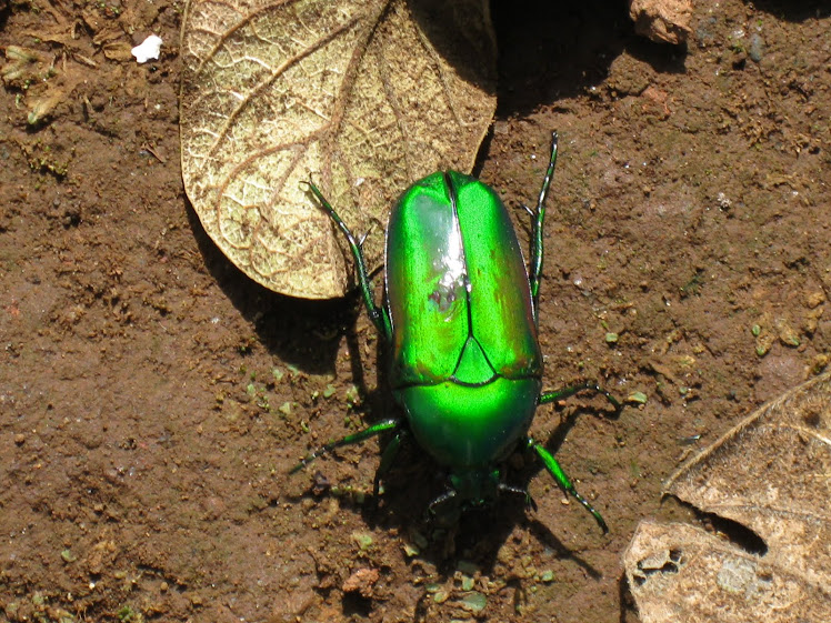 Le blog de Mich en Afrique: Chasse avec les Azabés!!
