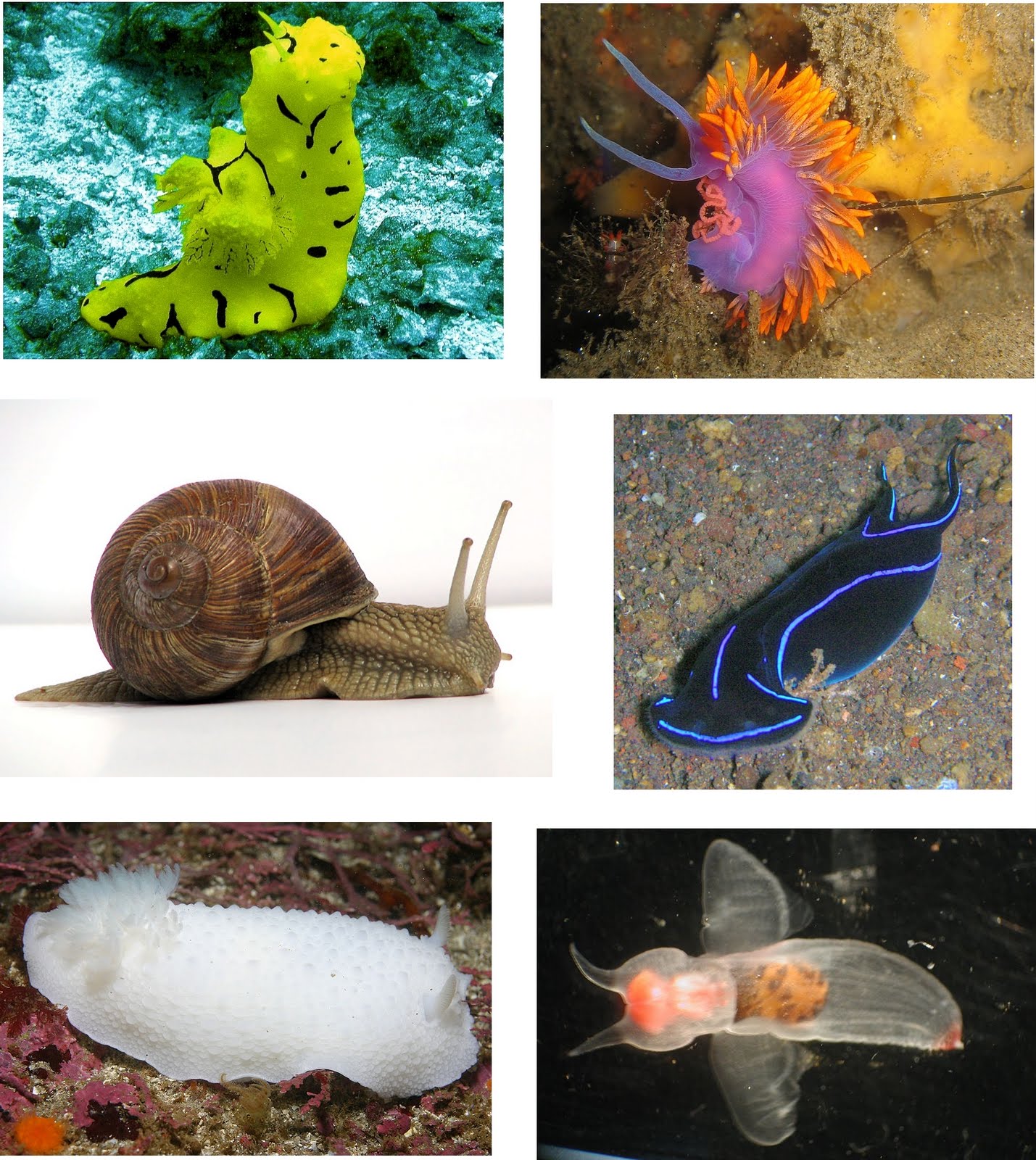 Infinite forme bellissime