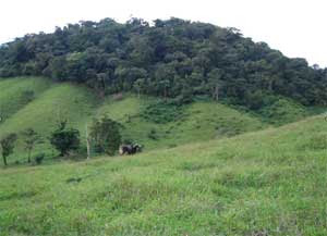 bosques tripicales perennifolio: El bosque tropical perennifolio