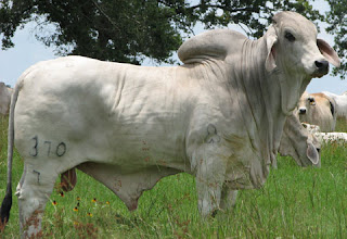 aetac: RAÇA BRAHMAN