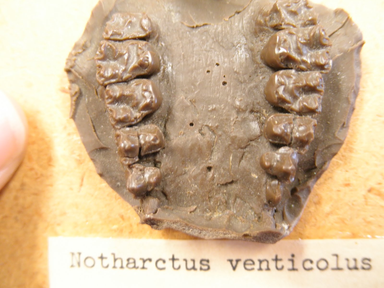 Human Fossils and Evolution: All About Orbits